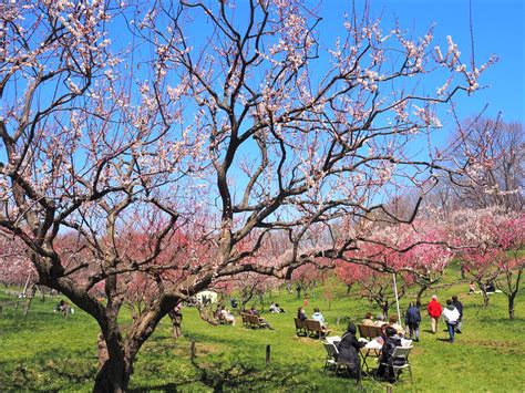 平岡公園の梅が見頃に 多くの人で賑わう 梅林内に漂う梅の甘い香り ひろまある 清田