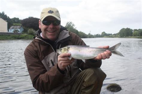 Twaite Shad Irish Species Identification Specimen Fish Record Fish