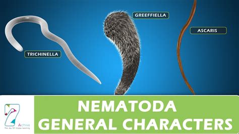 Nematoda General Characters Youtube