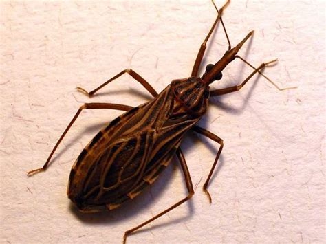 Everything You Need To Know About Assassin Bug Bites （2018） Pest Wiki Insects Kiss Bug Bugs