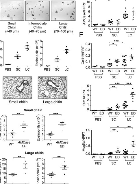 The Enhanced Type 2 Immune Responses To Inhaled Chitin In Amcase Ed Download Scientific Diagram