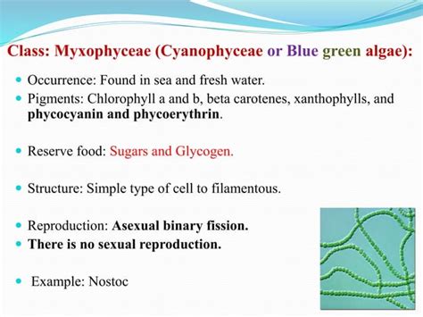 Algae Classification And Structure PPTX Biological Sciences Science