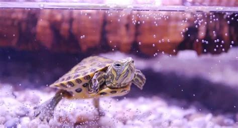 Do Female Turtles Lay Eggs Without Mating YES TurtlePets