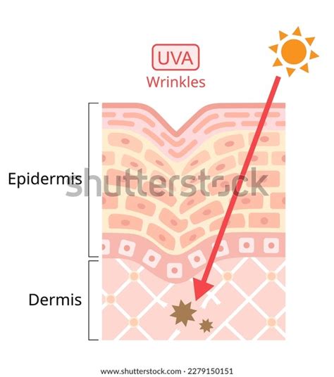 Uva Damages Human Skin Ultraviolet Uva Stock Vector Royalty Free 2279150151 Shutterstock