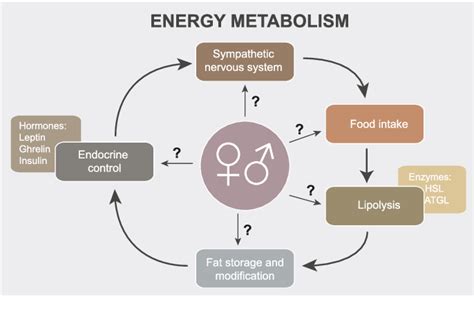 Metabolism Biology