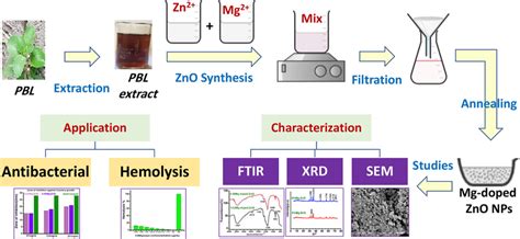 Schematic Illustration Of Mg Doped Zno Biosynthesis Using Plectranthus Download Scientific