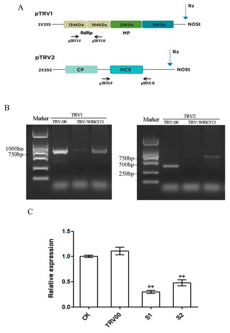 Molecular Detection Of Tobacco Rattle Virus Trv And Expression Download Scientific Diagram