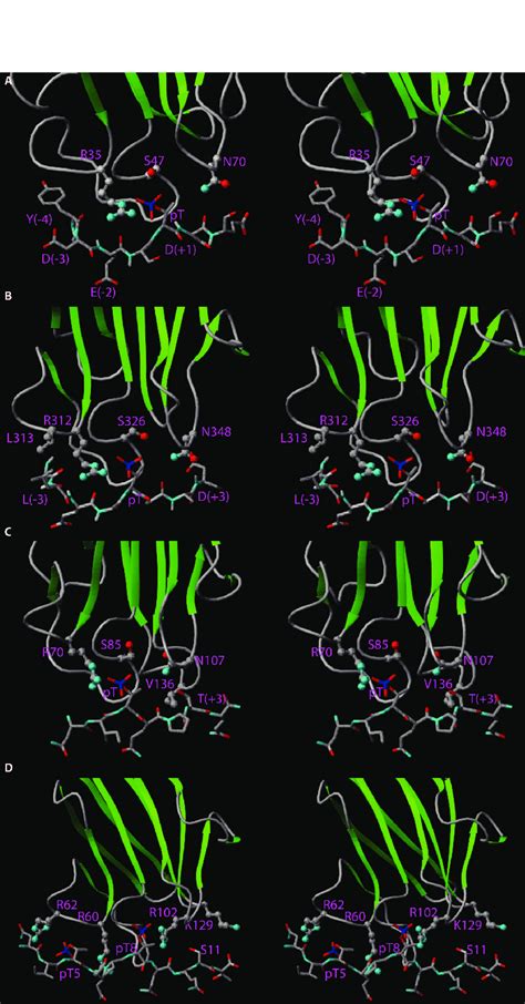 Stereoview Of Structures Of Fha Domain Complexes With Phosphopeptide