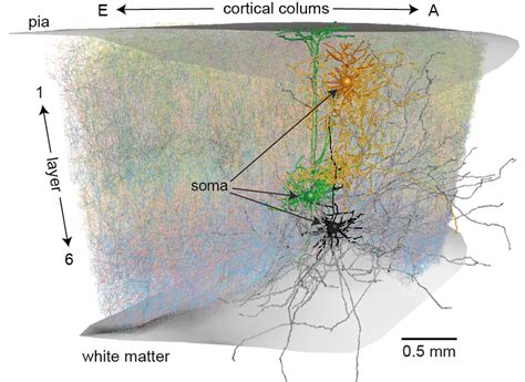 Figure S1 Dense Model Of The Rat Barrel Cortex [uhm 22] Download Scientific Diagram