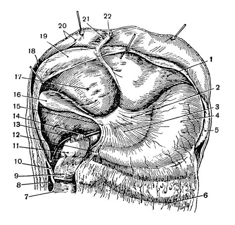 Анатомічний атлас людини Анатомічний атлас російською мовою Ru Анатомічний атлас