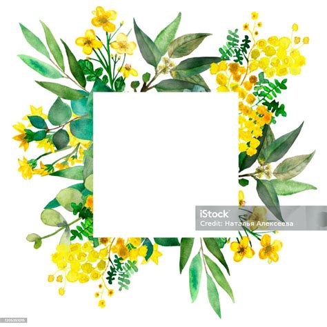 수채화 손 그린 초원 자연 제곱 테두리 프레임 에 녹색 유칼립투스 잎 나뭇가지 노란색 아카시아와 초대 및 인사말 카드에 대한 흰색 배경에 미나리 꽃다발 구성 아카시아 나무에