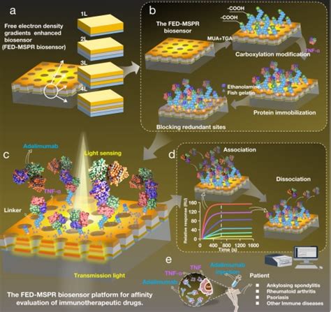 【科研动态】华中科技大学生命学院刘钢教授团队《advanced Science》：自由电子密度梯度增强型超表面等离 生物通