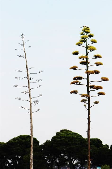 Pin By Cristian Da Benson On C A C T U S Photography Inspiration Symmetry Photography