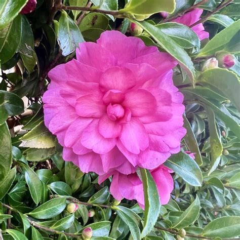 Camellias For Sale Camellias R Us