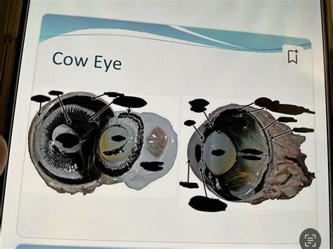 Cow Eye Diagram Quizlet