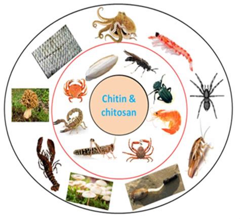 Sources Of Chitin And Cts Download Scientific Diagram