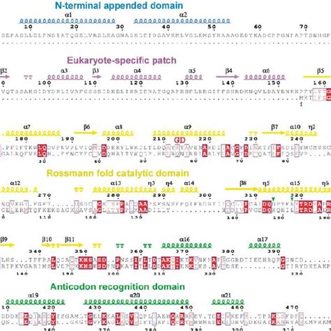 Sequence Alignment Of TrpRSs From Human And B Stearothermophilus Download Scientific Diagram