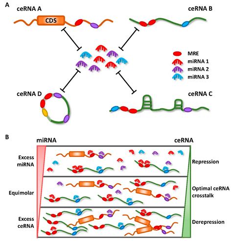 Ijms Free Full Text Noncoding Rna Rna Regulatory Networks In Cancer