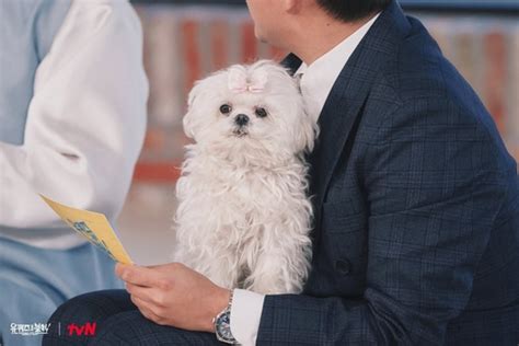 구성환 반려견 꽃분이 유퀴즈 출격…전용 캠까지