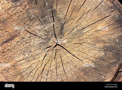 Texture Of Tree Stump As Background Stock Photo Alamy