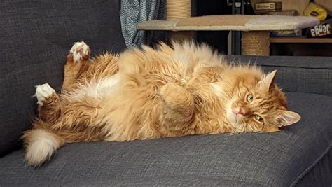 How We Made Mux Players Loading Feel Great Mux