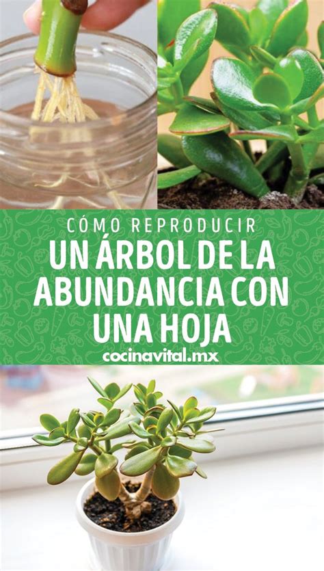 Cómo Reproducir Un árbol De La Abundancia Con Una Hoja Consejos Para