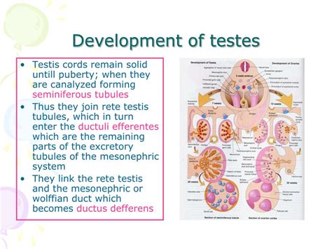 Ppt Development Of Male And Female Reproductive System Powerpoint Presentation Id 582569