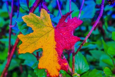Rainbow Maple Leaf Images Free Download On Freepik