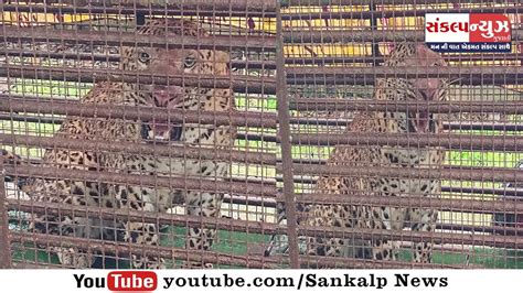 પારડીના ગોઈમાં ગામે ખેડૂતની વાડીમાં બકરી અને મરઘાનો મારણ કરવા આવેલ