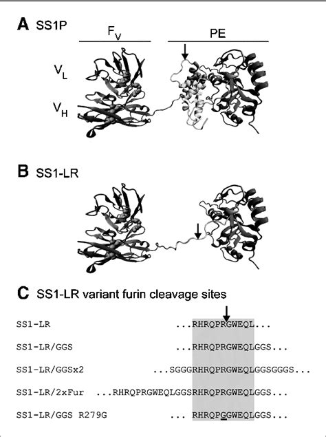 Figure 1 From A Recombinant Immunotoxin Against The Tumor Associated Antigen Mesothelin
