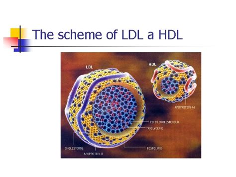 Atherosclerosis Jana Novotn Atherosclerosis N N Disease Of