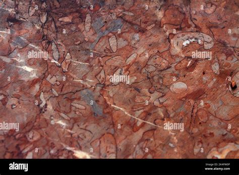 Fossiliferous Limestone Hi Res Stock Photography And Images Alamy