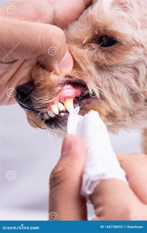 Can Vets Clean Dogs Teeth