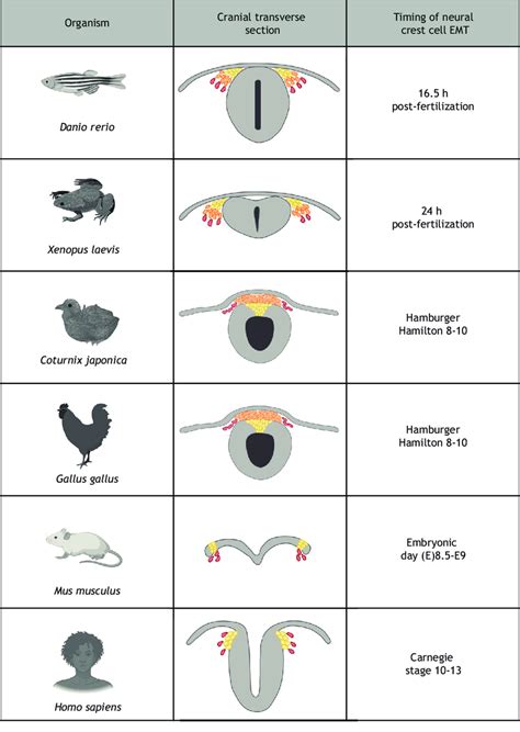 Organismal Differences In Ncc Emt The Process Of Ncc Emt Varies Based Download Scientific