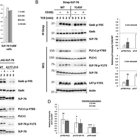 Itk Mediates The Tcr Inducible Phosphorylation Of Gads Y45 And Slp 76 Download Scientific