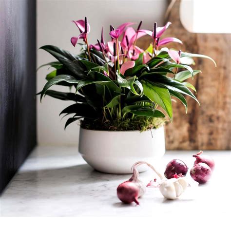 Anthurium fioletowe Karma Purple•cena ️Roslinydomowe.pl