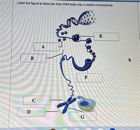Solved Label The Figure To Describe How DNA Folds Into A Chegg