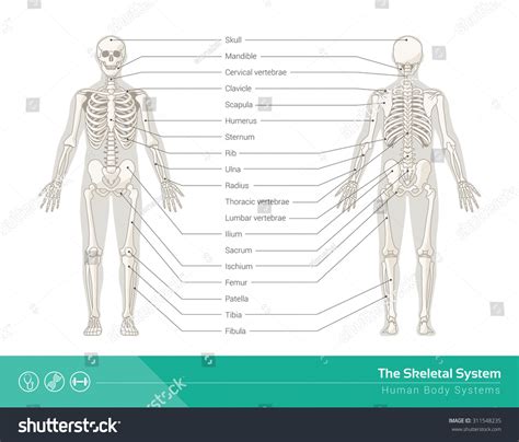 Bones Of The Body Diagram