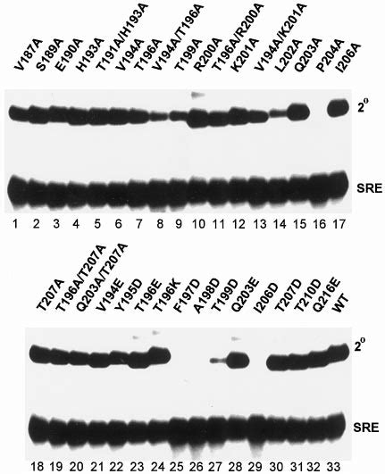 Dna Binding By Srf Mutant Proteins Gel Retardation Analysis Of Binary Download Scientific