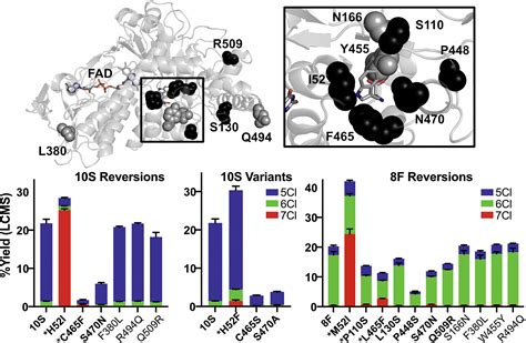 Analysis Of Laboratory Evolved Flavin Dependent Halogenases Affords A