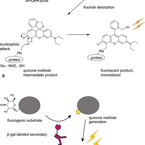Signal Intensity Of Gafam Staining Using β Gal Substrates Under Varying Download Scientific