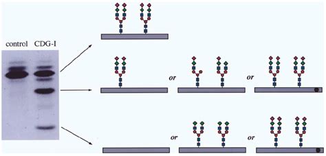 Isoelectric Focusing Electrophoresis Service Mtoz Biolabs