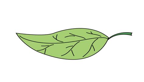 叶子简笔画 叶子简笔画怎么画 天奇生活