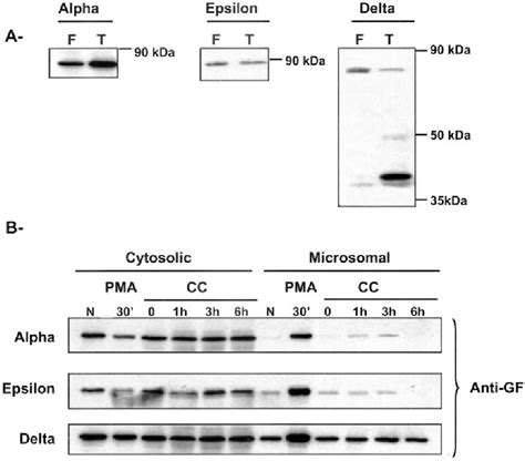 Figure 3 From Tumor Cell Mediated Induction Of The Stromal Factor Stromelysin 3 Requires