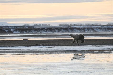 Can You See Polar Bears In Alaska 2025 Guide