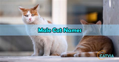 Most Popular Male Cat Names A To Z Babe Cat Names