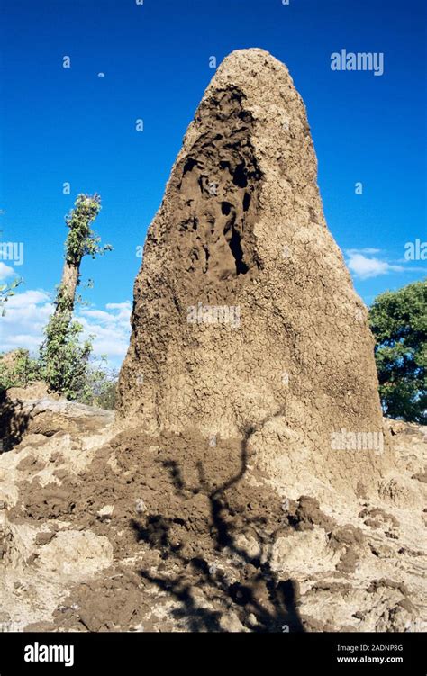 Termite Mound Termites Are Social Insects That Live In Large Colonies
