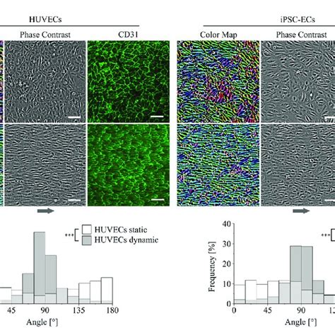 Directionality And Differentiation Analysis Of HUVECs And IPSC ECs On Download Scientific