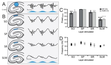What Is Optogenetics Controlling Neural Activity Using Light