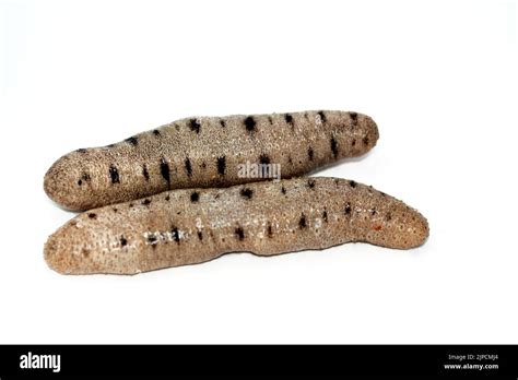 Sea Cucumbers Isolated On White Background Echinoderms From The Class